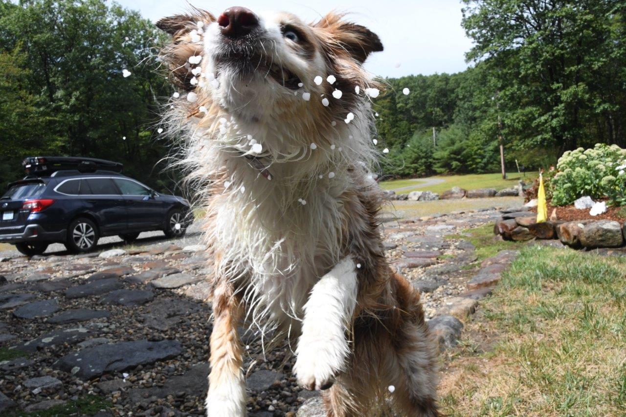 Hail storm brings unexpected fun to Lyndeborough pets - Monadnock Ledger-Transcript